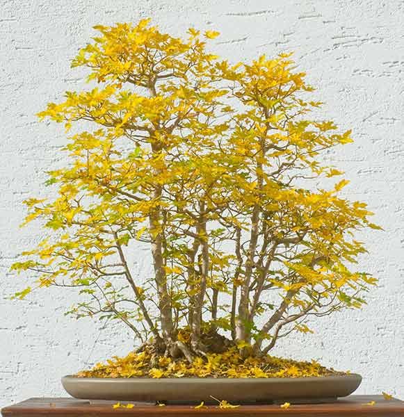 Bonsái de Arce Menor (Acer Campestre, Acer Campestris)