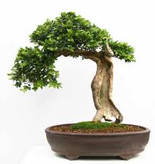 Bonsái de Boj (Buxus) 🌳