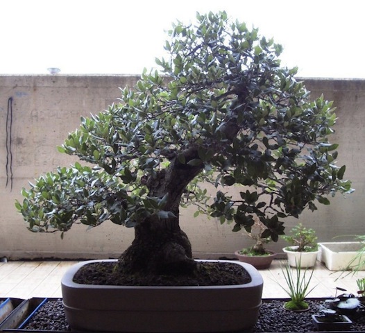 Bonsái de Encina (Quercus Ilex)