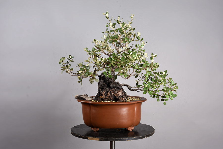 Bonsái de Encina (Quercus Ilex)