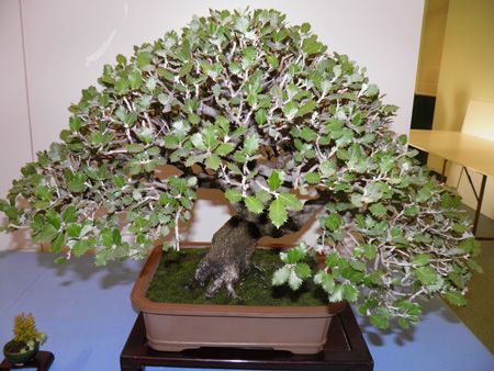 Bonsái de Encina (Quercus Ilex)