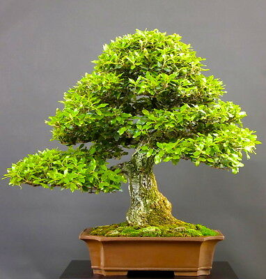 Bonsái de Encina (Quercus Ilex)