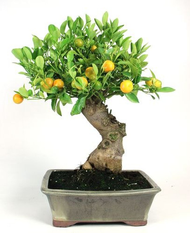 Bonsái de Naranjo y Limonero (Citrus)