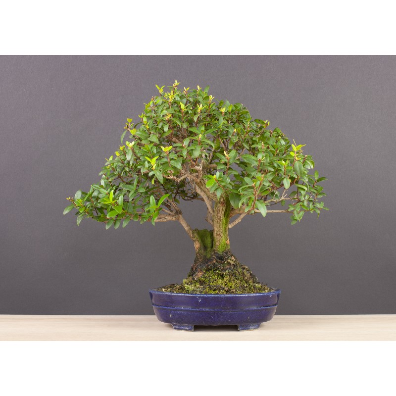 Bonsái de Mirto (Myrtus Communis)