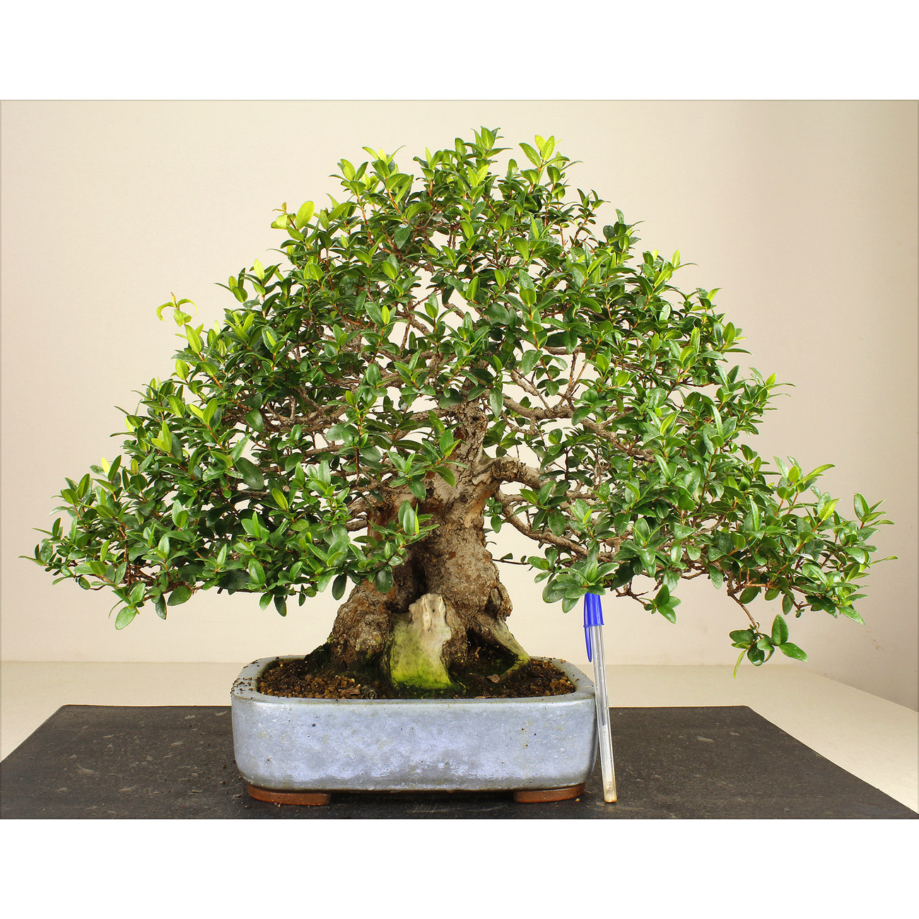 Bonsái de Mirto (Myrtus Communis)