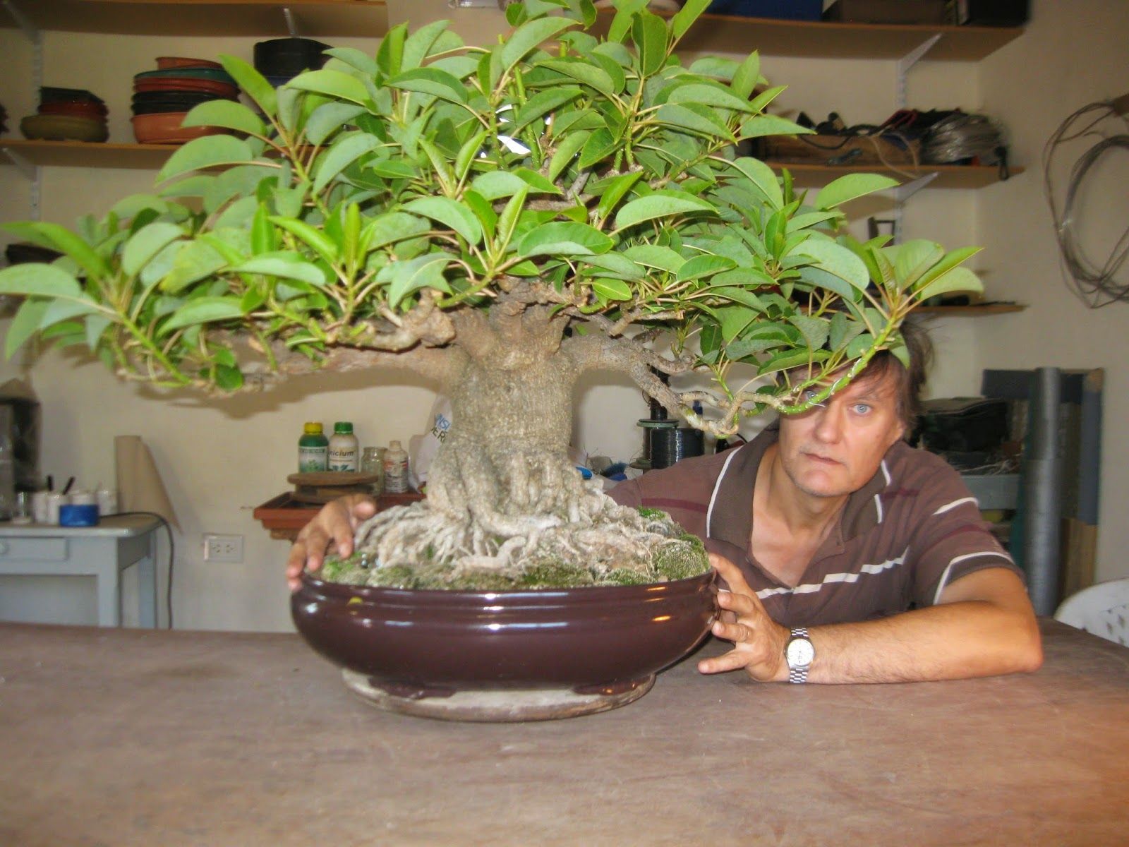 Bonsái de Ombú (Phytolacca Dioica)