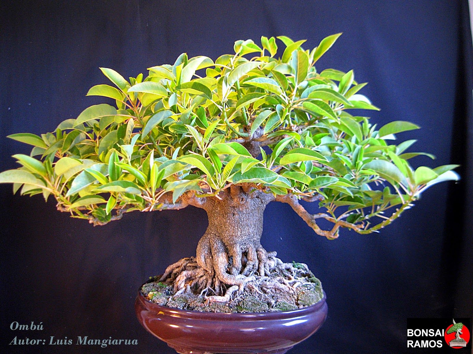 Bonsái de Ombú (Phytolacca Dioica)