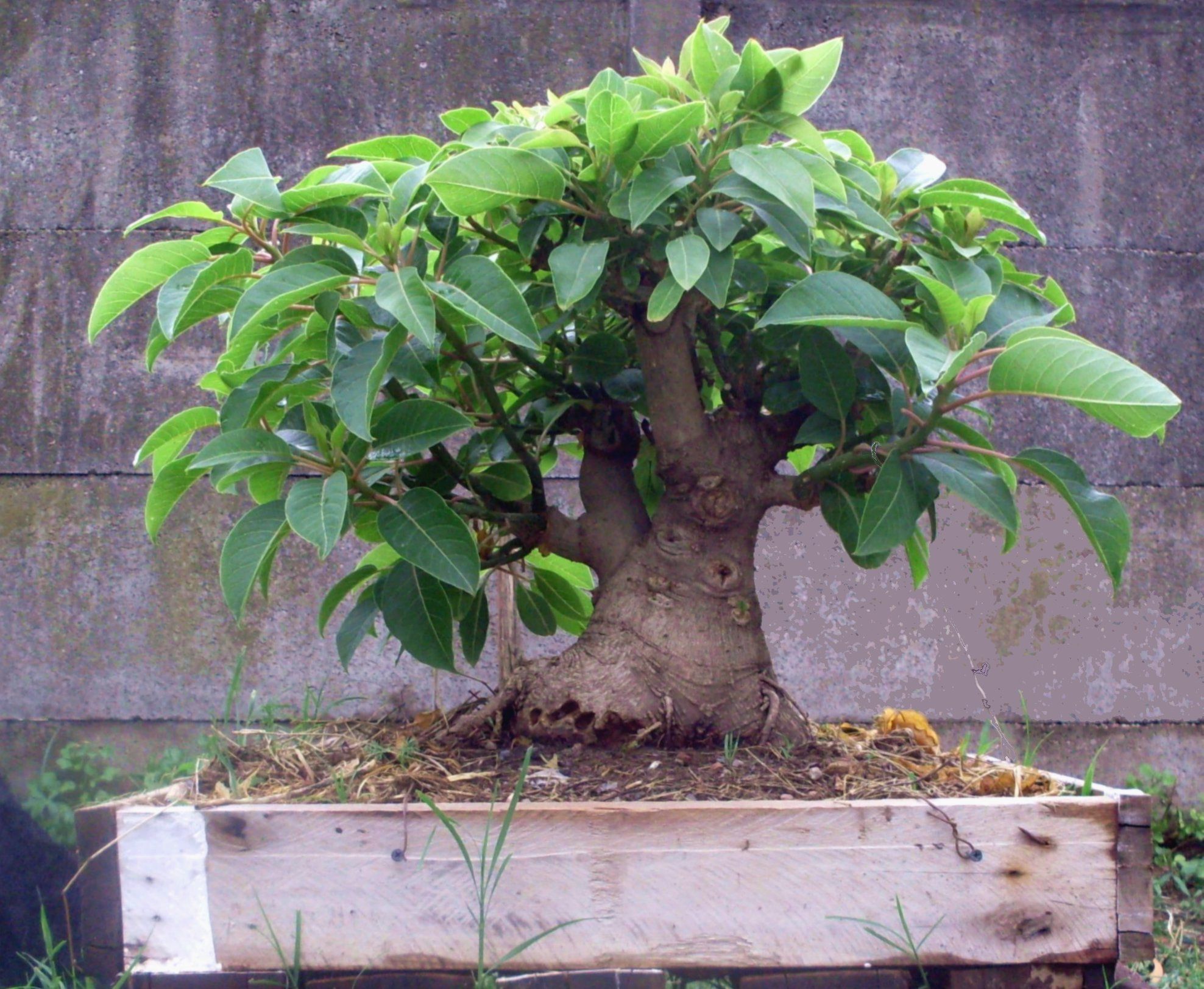 Bonsái de Ombú (Phytolacca Dioica)
