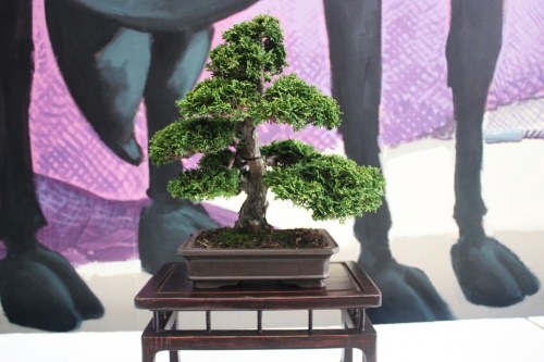 Bonsái de Ciprés Hinoki (Chamaecyparis Obtusa)